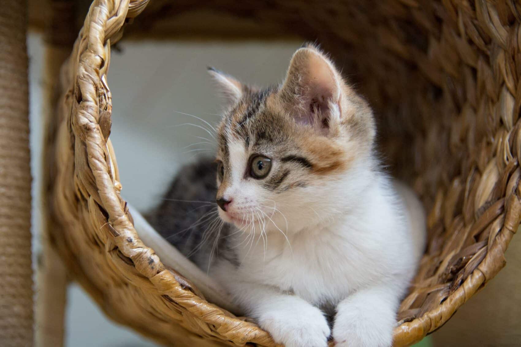 10 Expert Ideas On How To Build A Cat Tree At Home